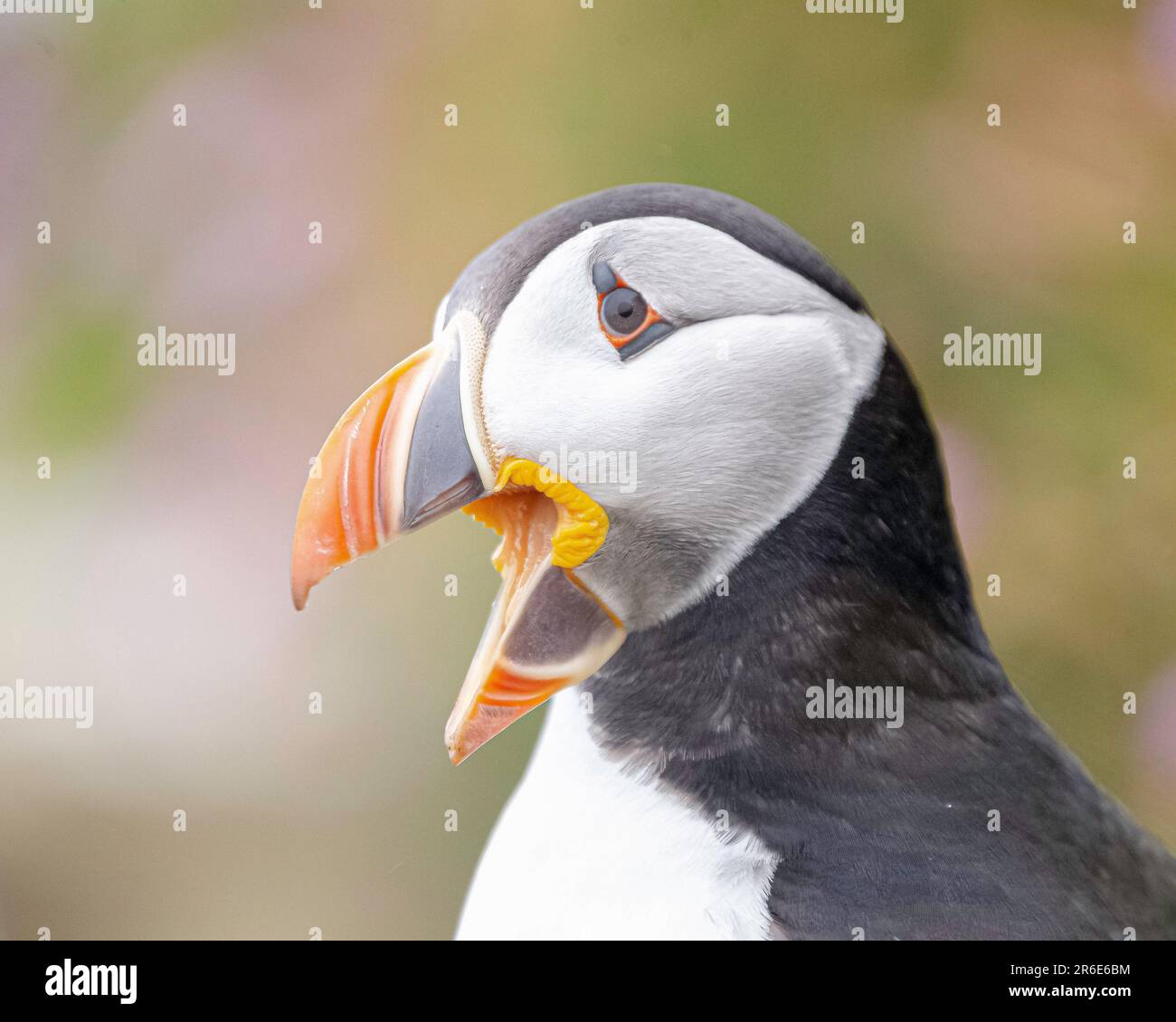 The puffin calls out DUNNET HEAD LIGHTHOUSE, SCOTLAND IMAGES show the ...