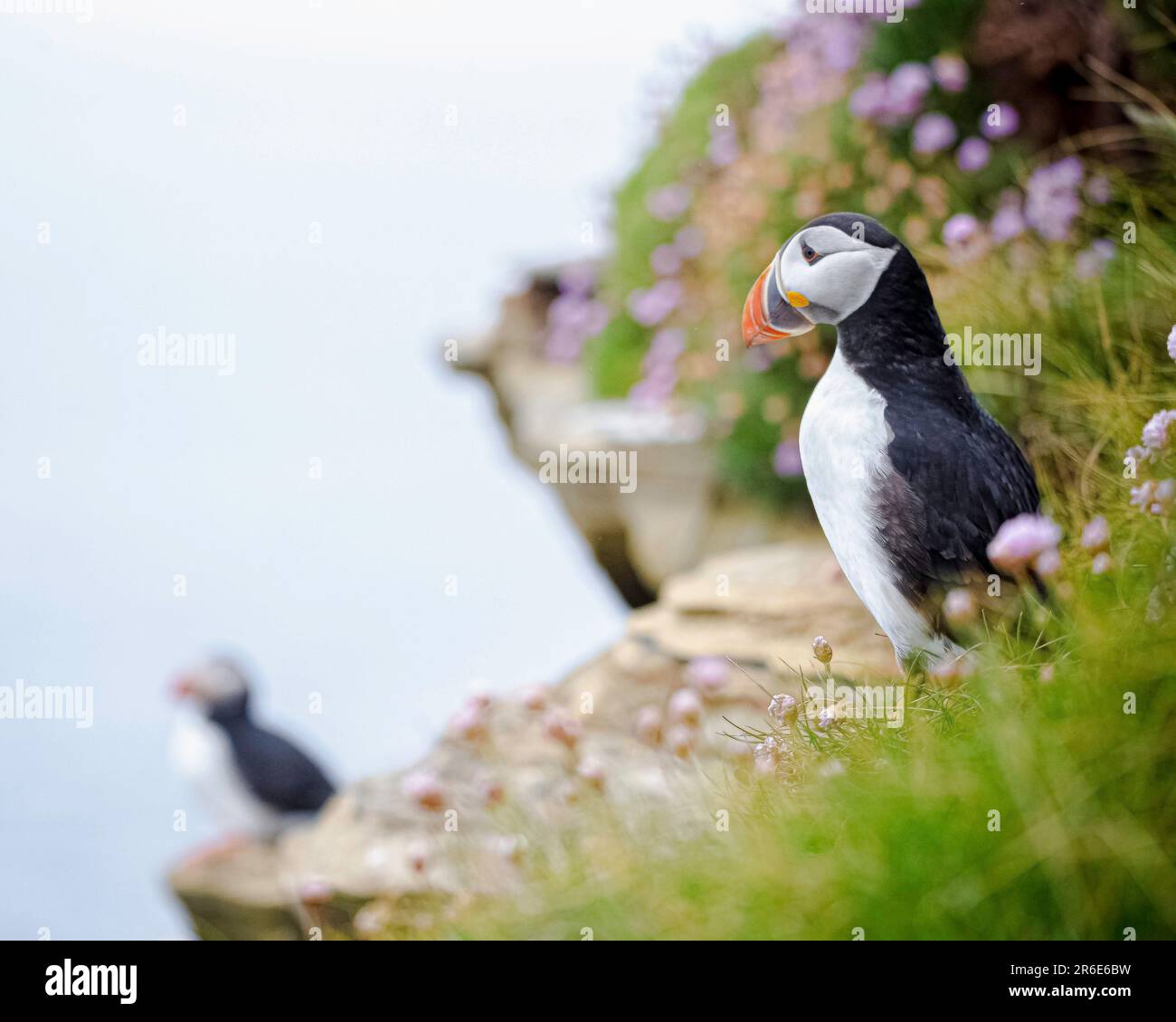 The colourful puffin in the beautiful landscape DUNNET HEAD LIGHTHOUSE ...