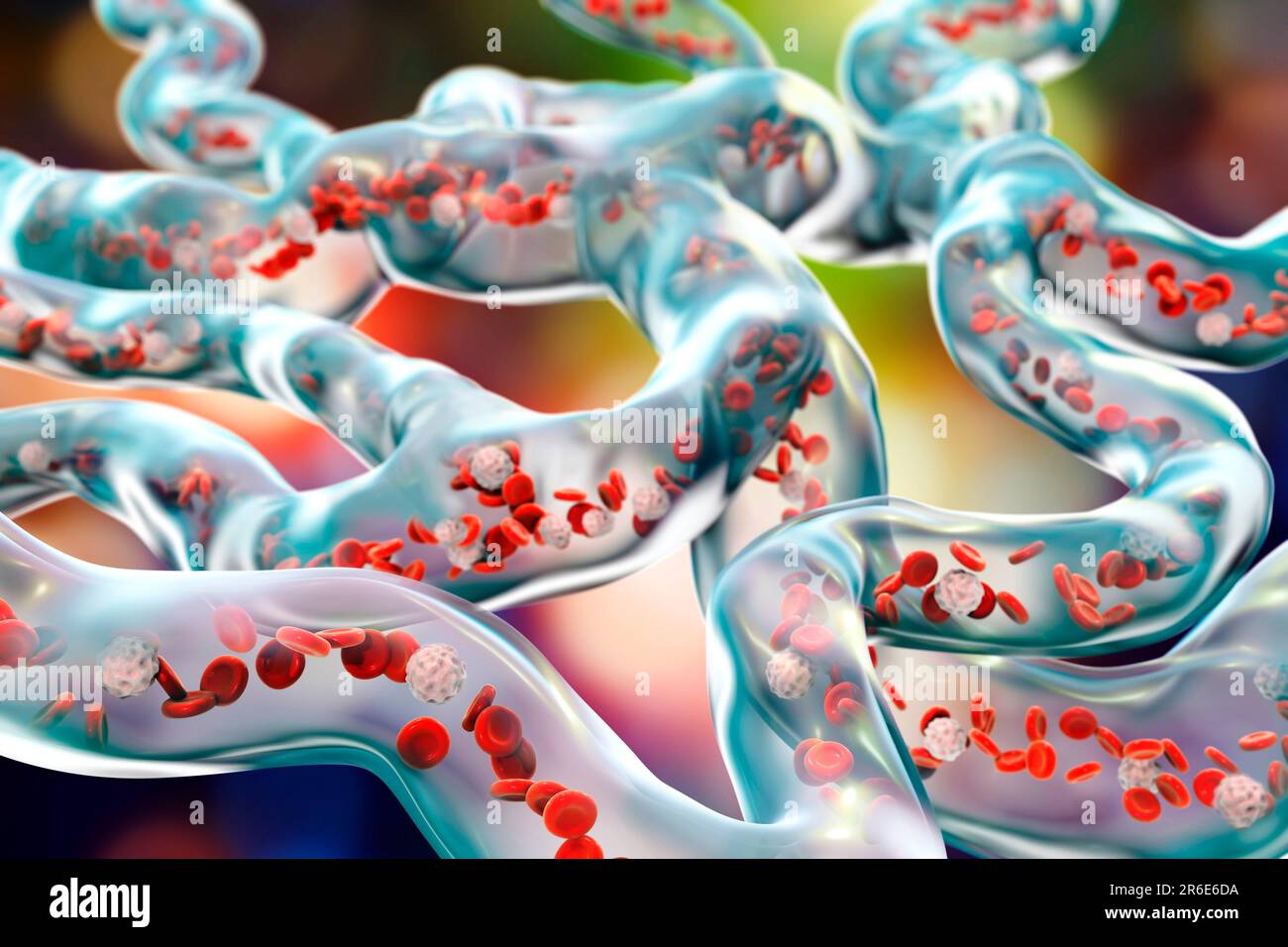 Network of blood vessels with blood cells, computer illustration Stock ...