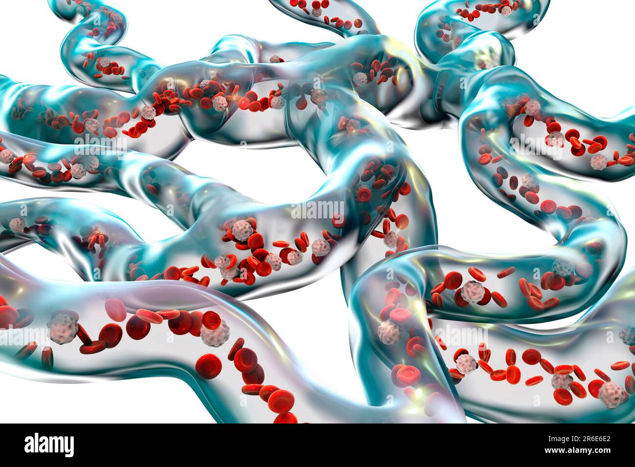 Network of blood vessels with blood cells, computer illustration Stock ...