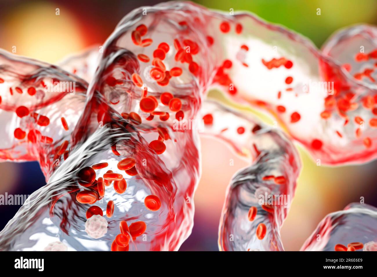 Network of blood vessels with blood cells, computer illustration Stock ...