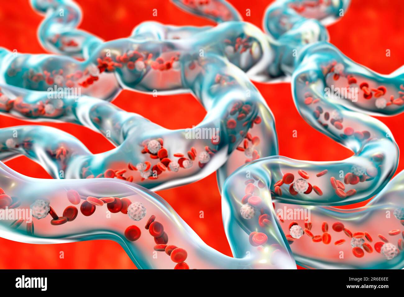Network of blood vessels with blood cells, computer illustration Stock ...