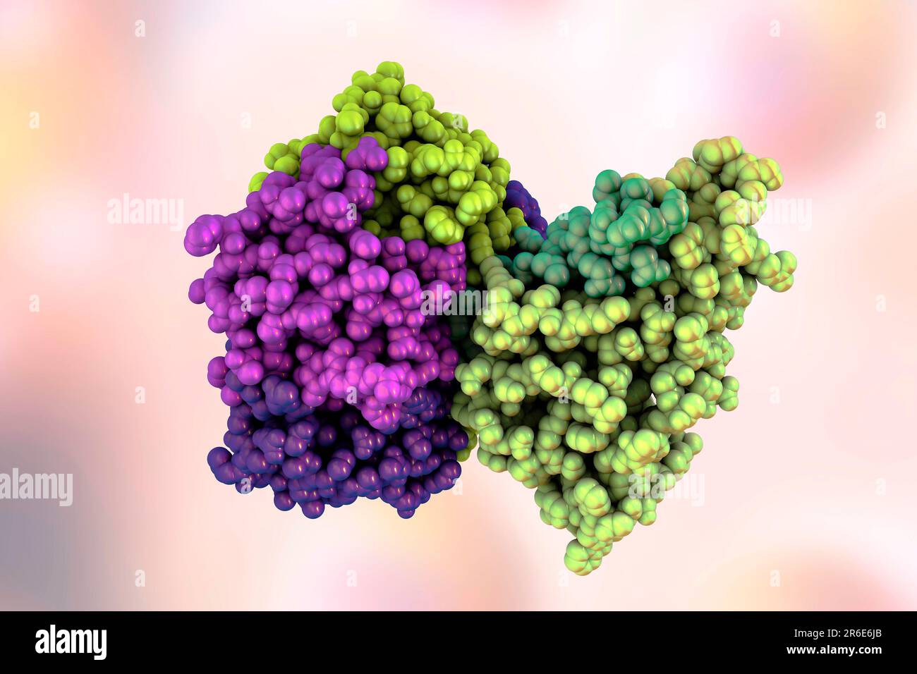 Cholera toxin, molecular model. Cholera toxin (choleragen) is a protein ...