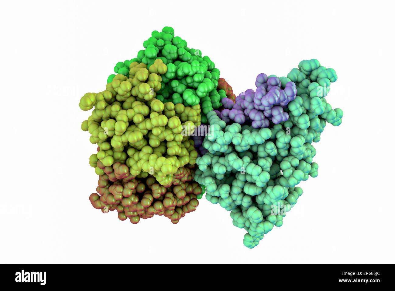 Cholera toxin, molecular model. Cholera toxin (choleragen) is a protein ...