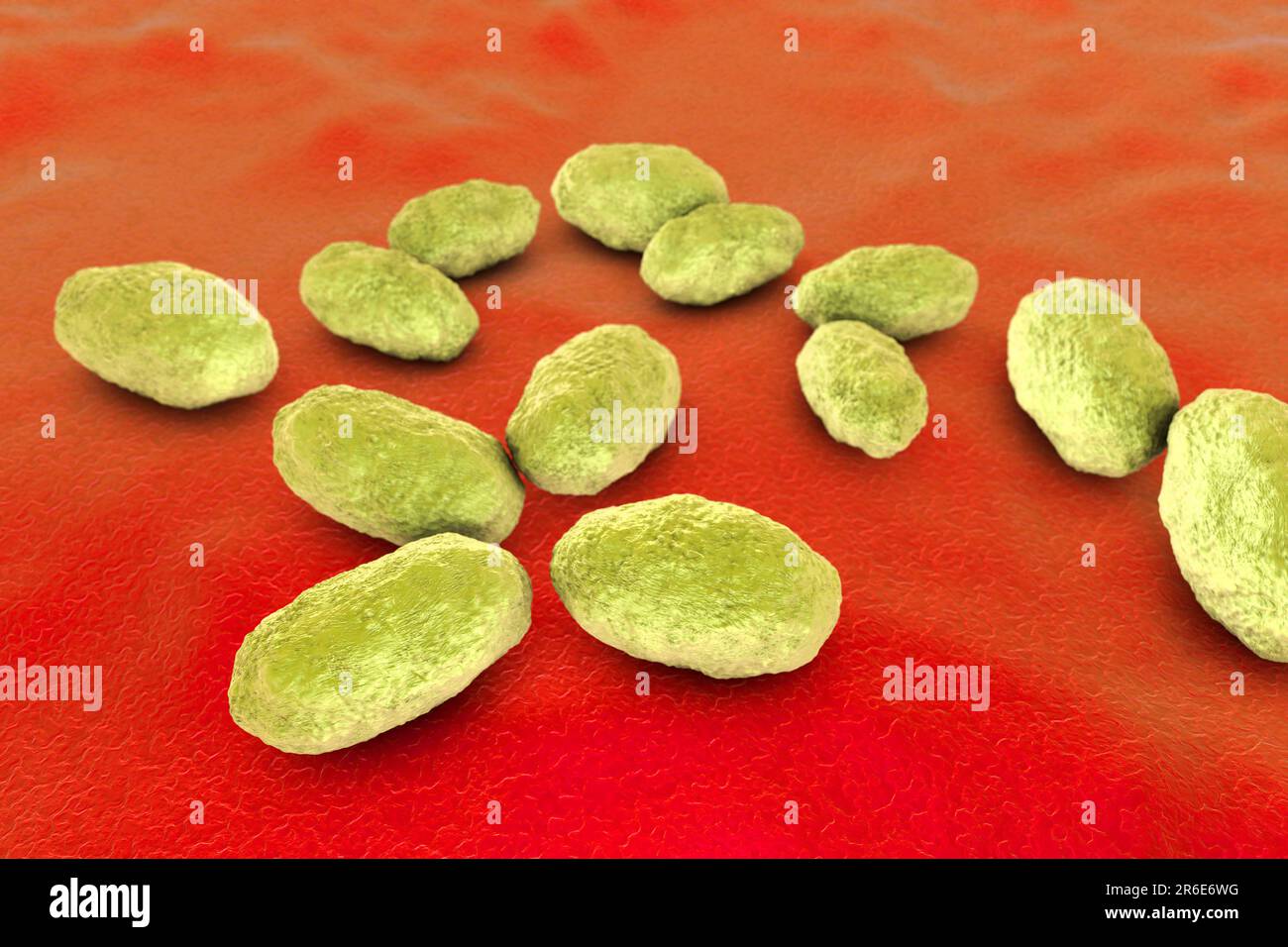 Computer illustration of Haemophilus influenzae, coccobacillus ...