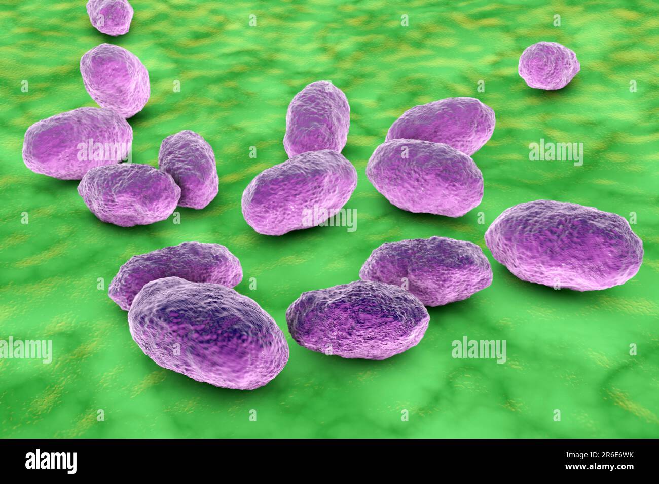 Computer illustration of Haemophilus influenzae, coccobacillus ...