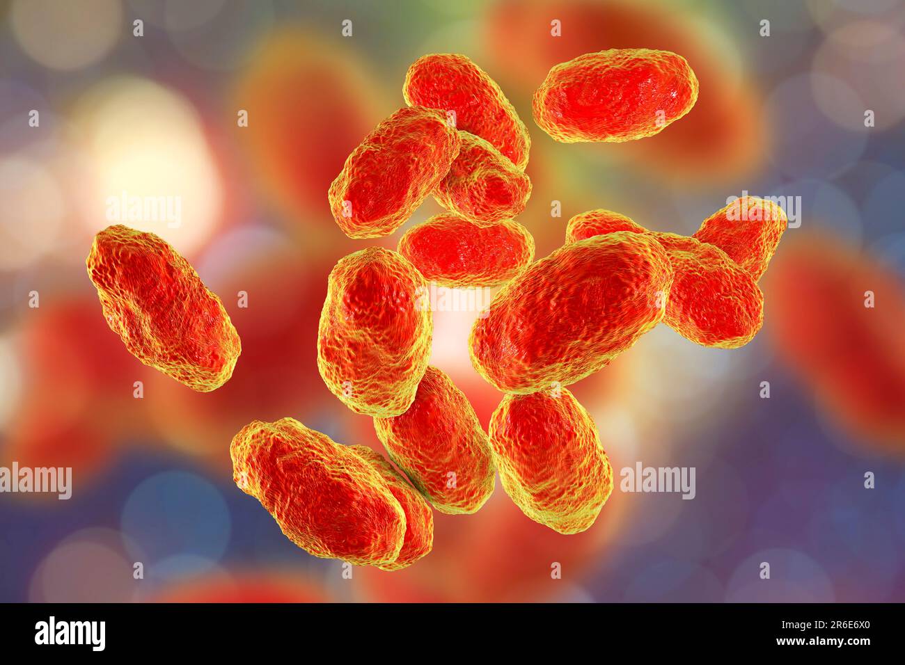 Computer illustration of Haemophilus influenzae, coccobacillus ...
