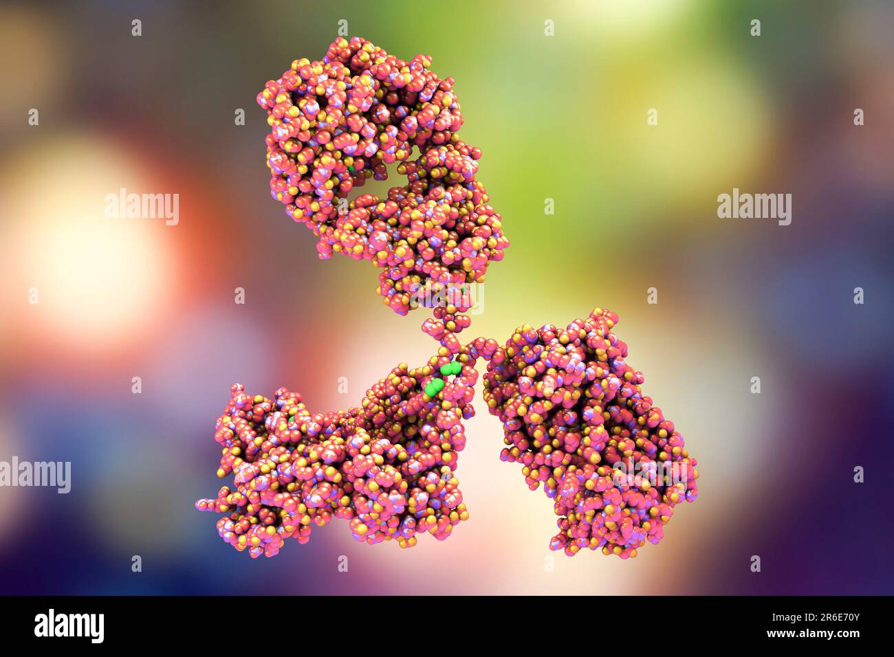 Illustration showing the structure of an antibody, or immunoglobulin ...
