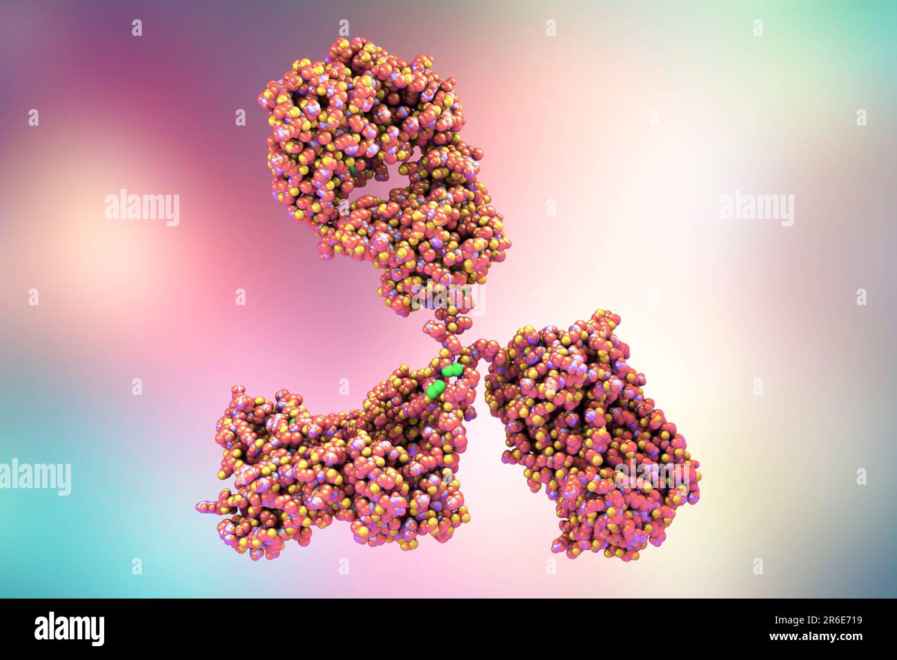 Illustration showing the structure of an antibody, or immunoglobulin ...