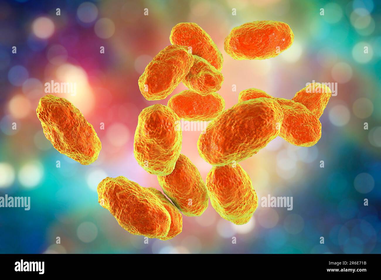 Computer illustration of Haemophilus influenzae, coccobacillus ...