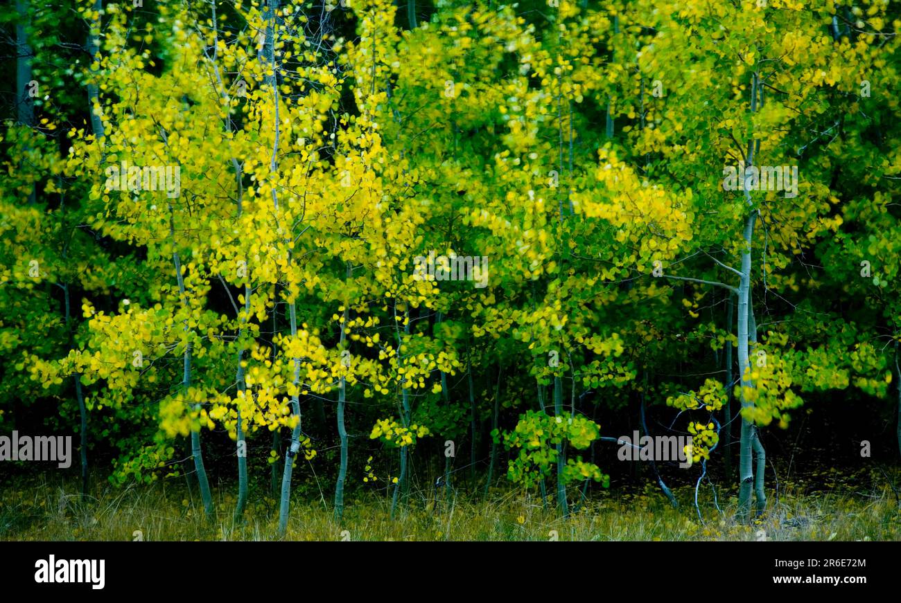 Windy trees blowing hi-res stock photography and images - Alamy