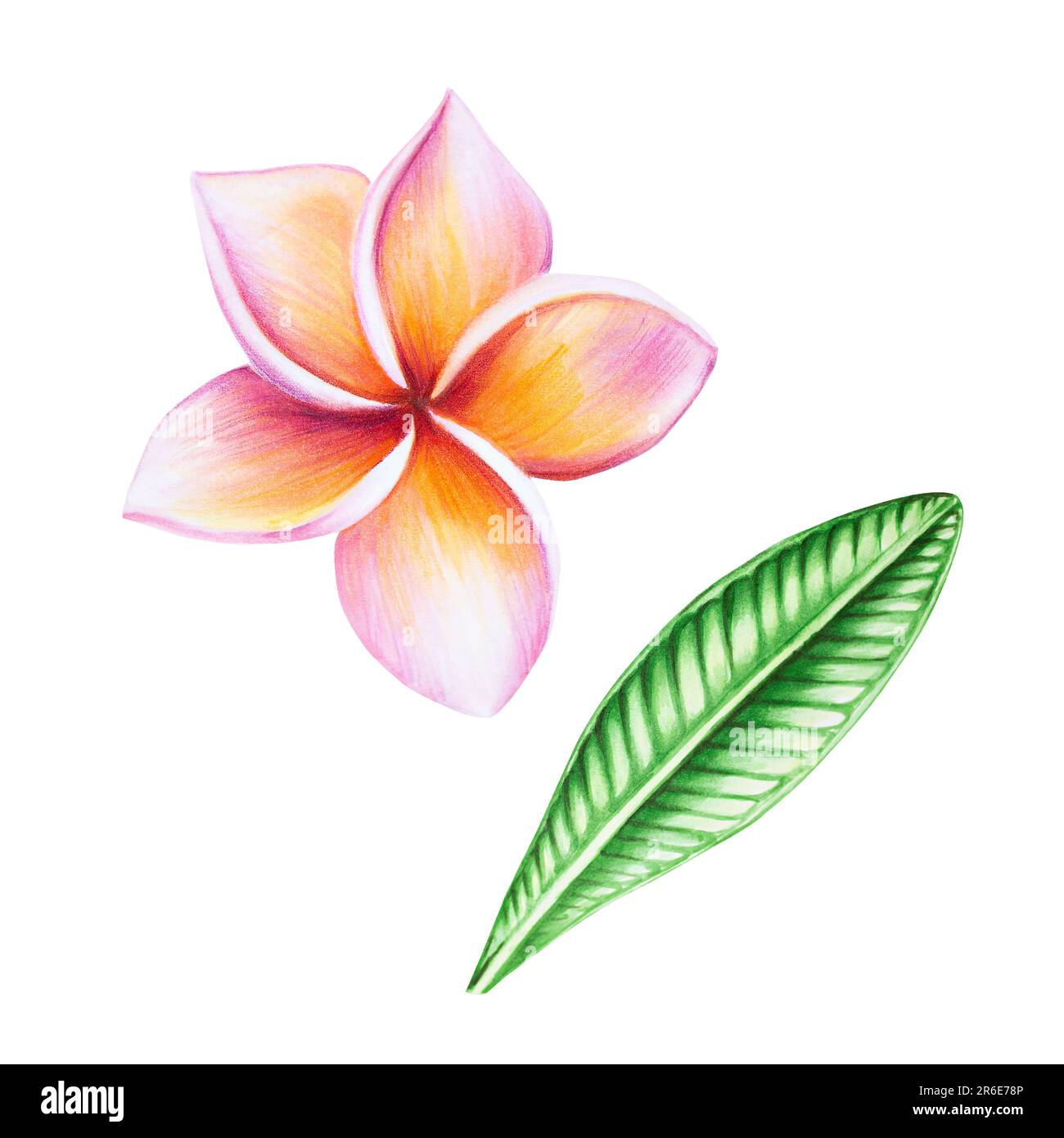 Tropical Flowers Drawings Realistic Botanical Illustration Realistic