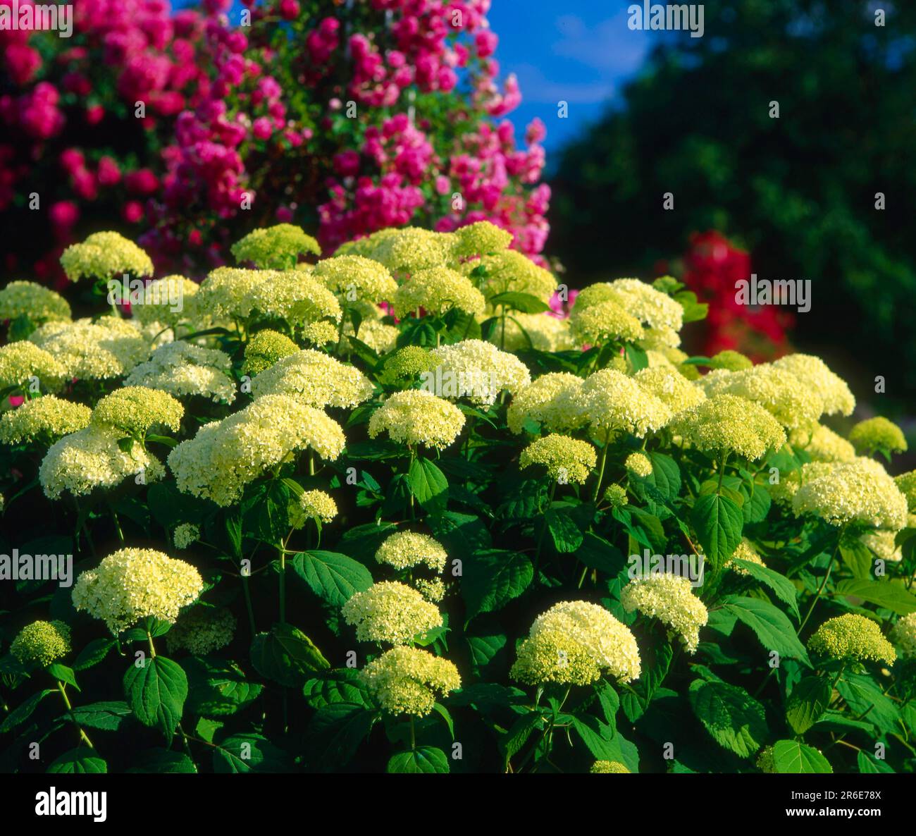 Bush hydrangea (Hydrangea arboresceus Stock Photo - Alamy