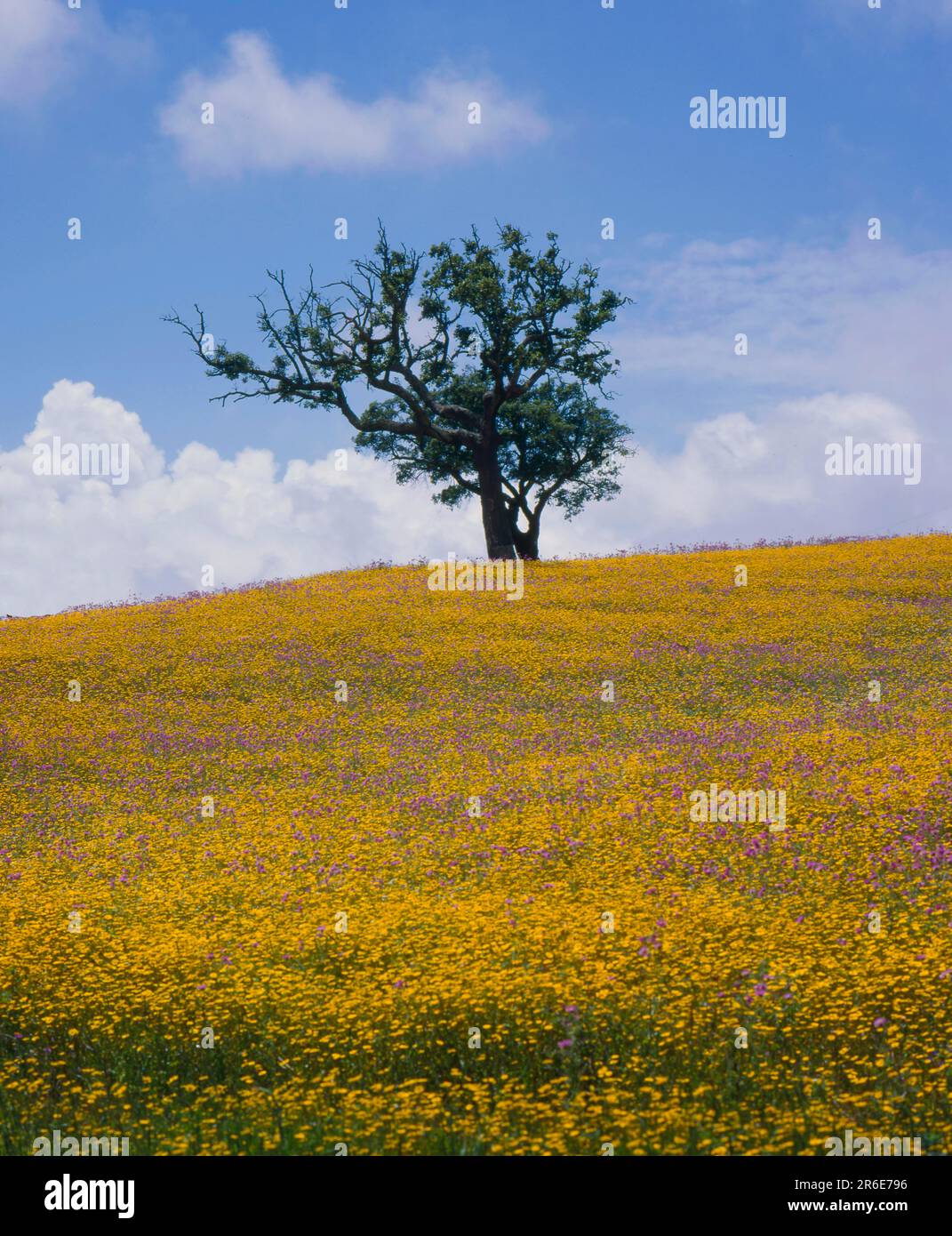 Tree in colored flower meadow, Algarve, Portugal, Tree in colored ...