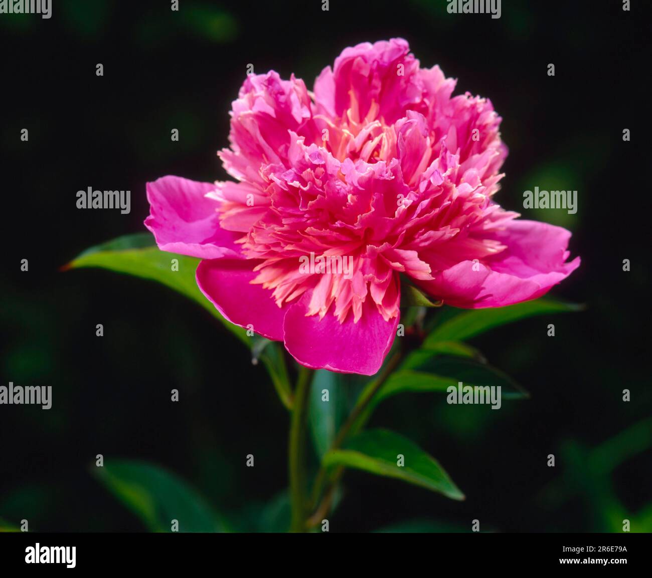 Peony, european peony (Paeonia officinalis Stock Photo - Alamy