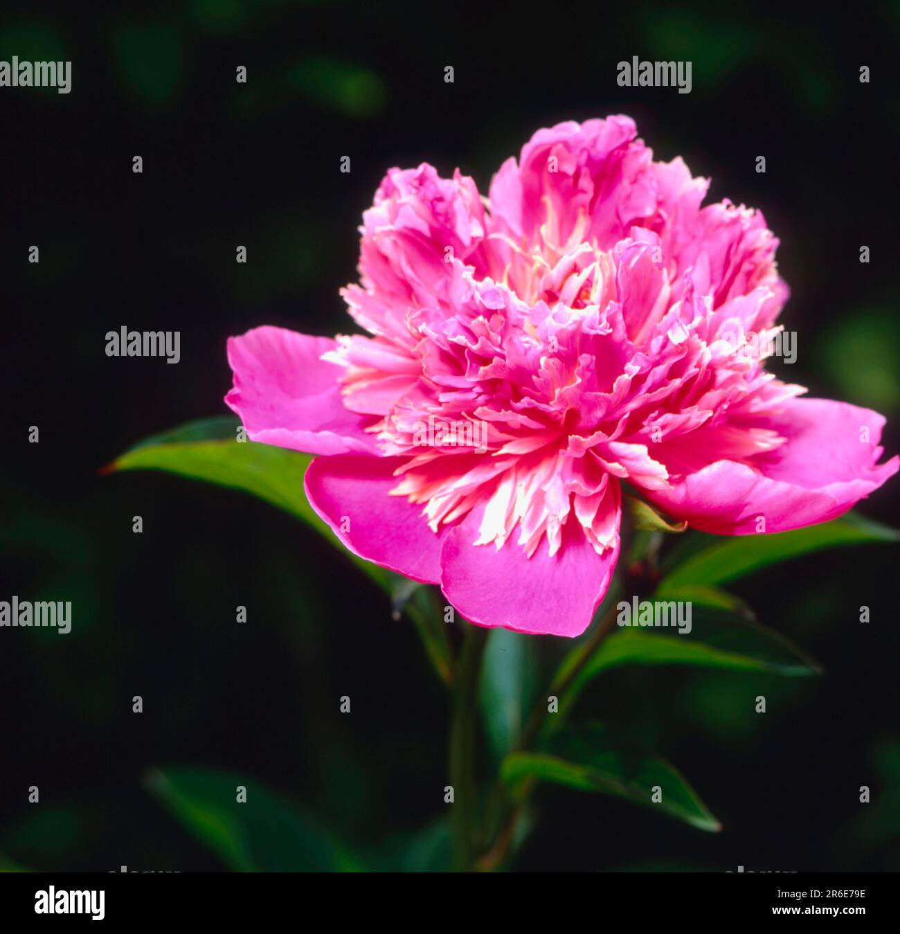 Peony, european peony (Paeonia officinalis), Benedictine Rose, True ...