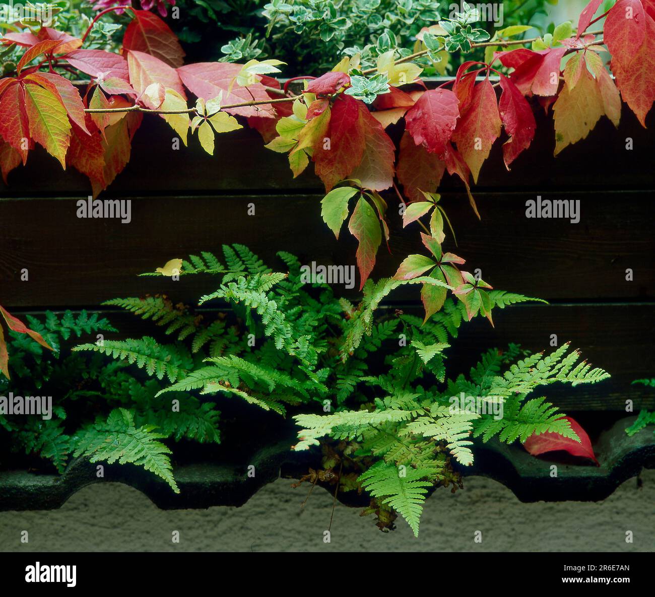 Vine and ferns hi-res stock photography and images - Alamy