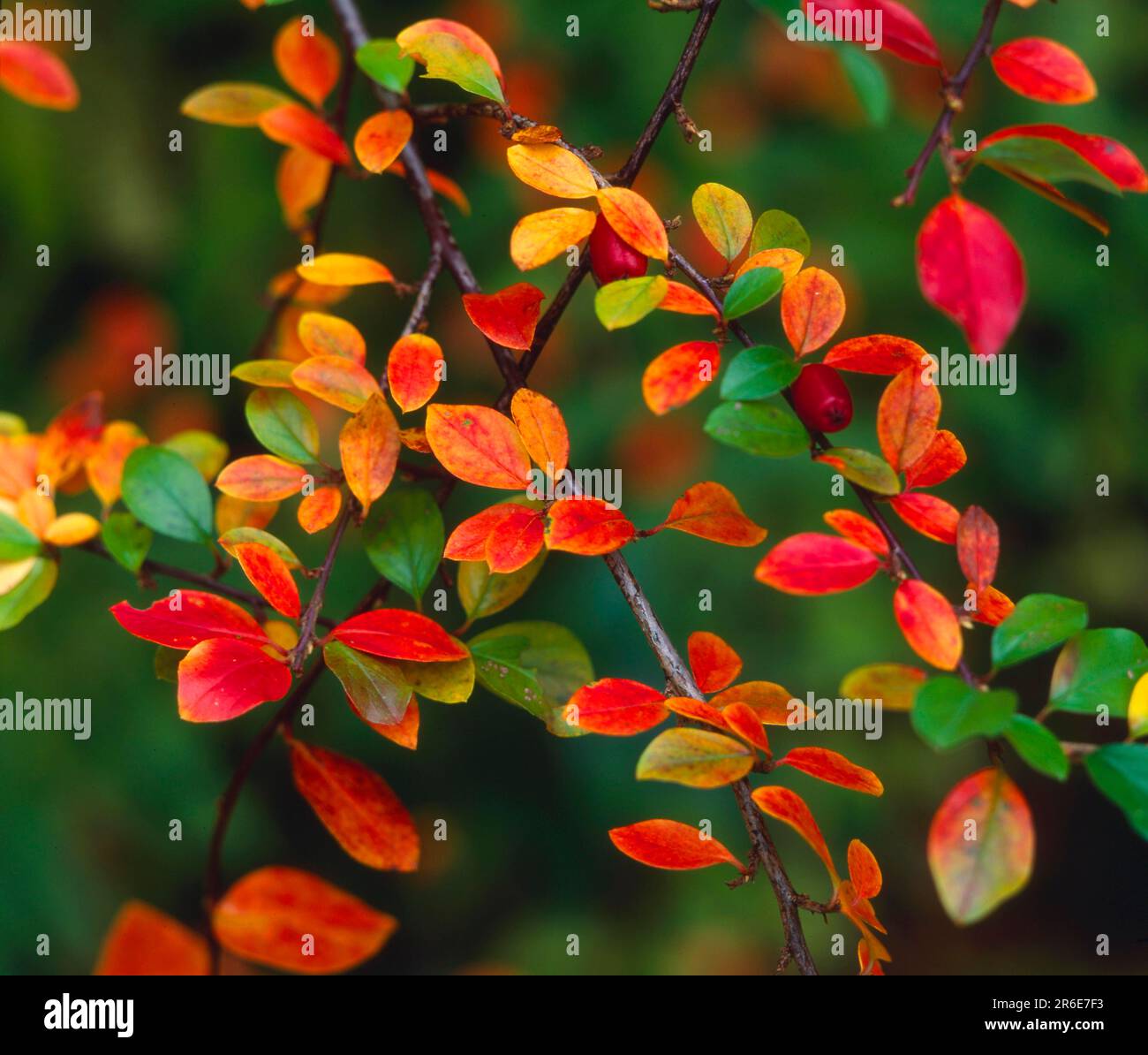 Cotoneaster autumn hi-res stock photography and images - Alamy