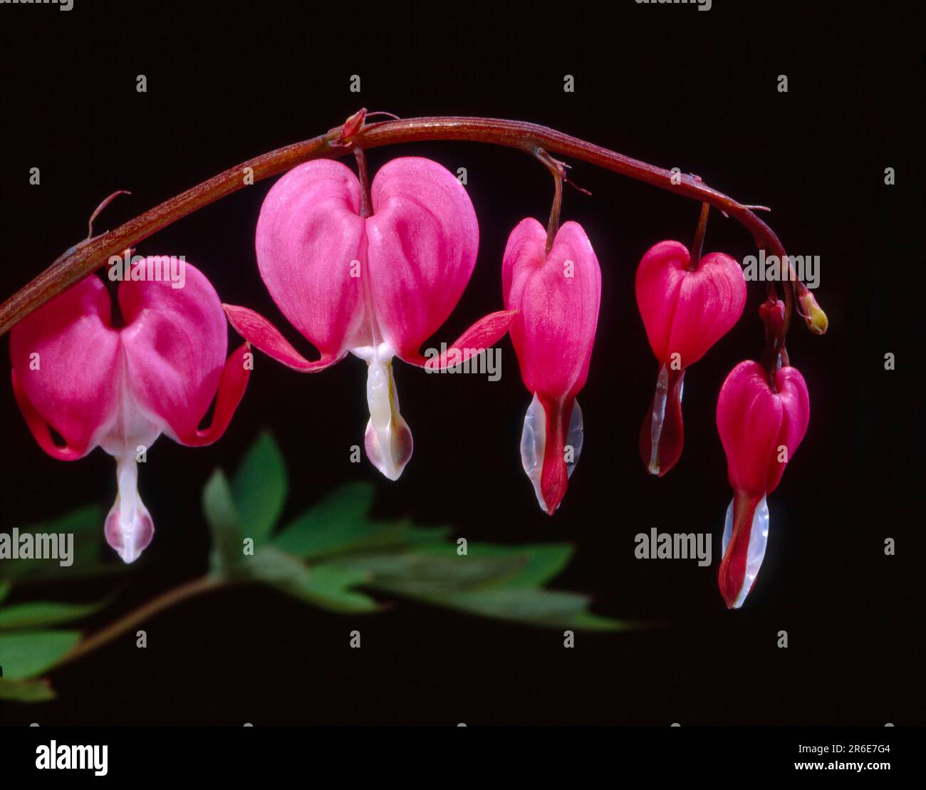 Watering heart, bleeding-heart (Dicentra), Watering heart, heart flower ...