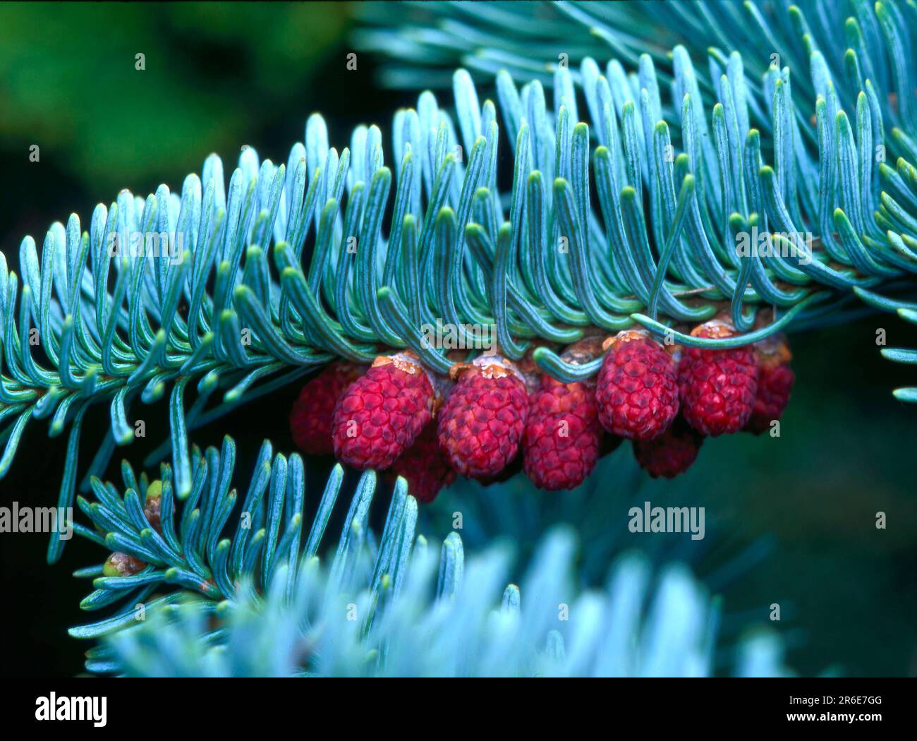 Abies nobilis hi-res stock photography and images - Alamy