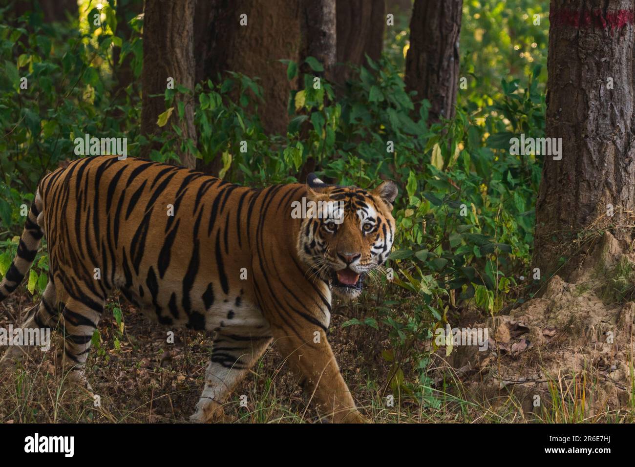 A majestic Neela Nala tiger in its natural habitat in the Kanha ...