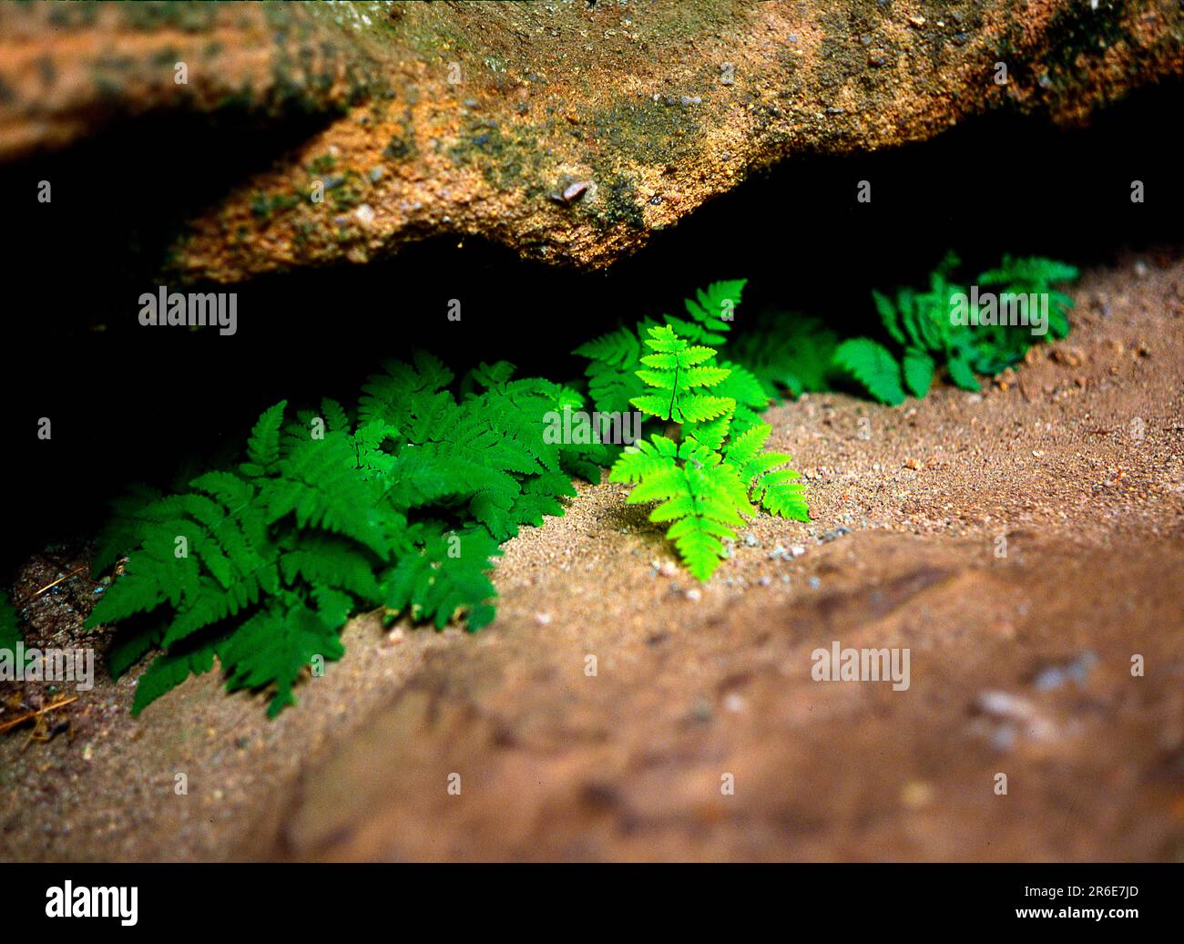 Small fern between rocks Stock Photo - Alamy