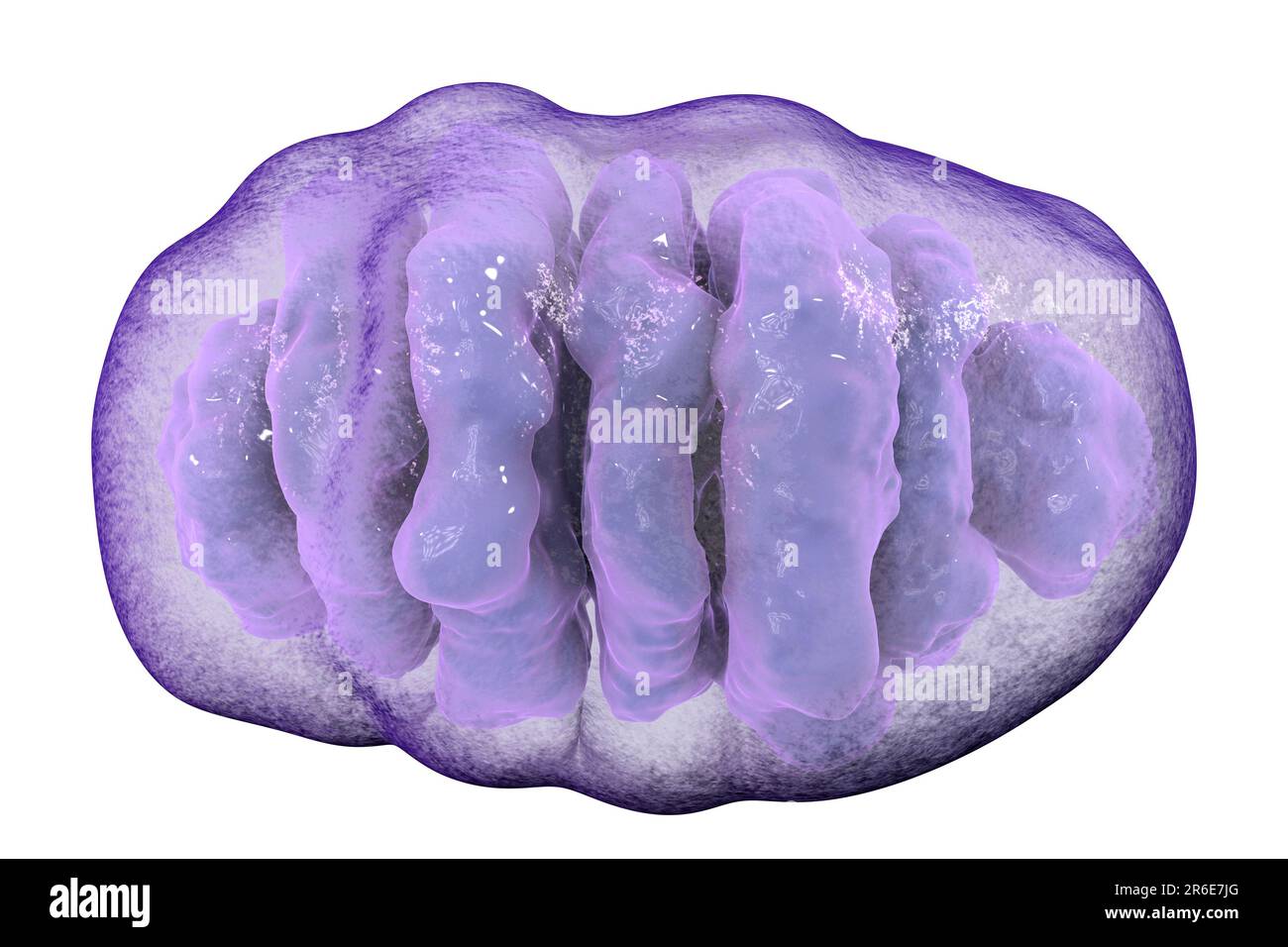 A single mitochondrion, computer illustration. These organelles act as ...