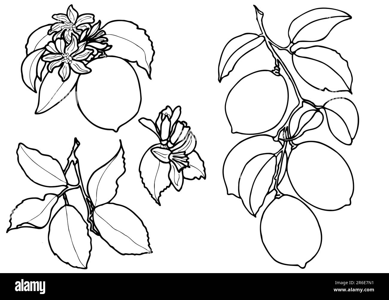 Contour drawing of lemons. Graphic black and white illustrations of ...