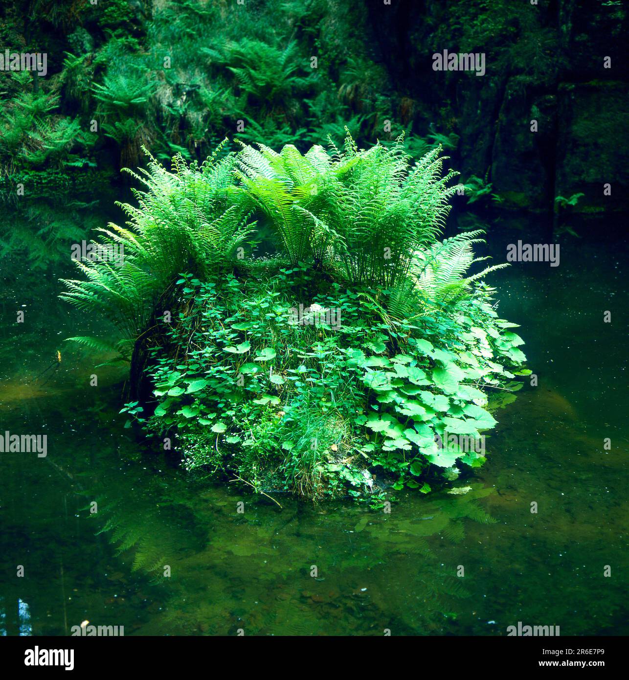 Fern-covered stone in a small lake, royal fern (Osmunda regalis), also ...