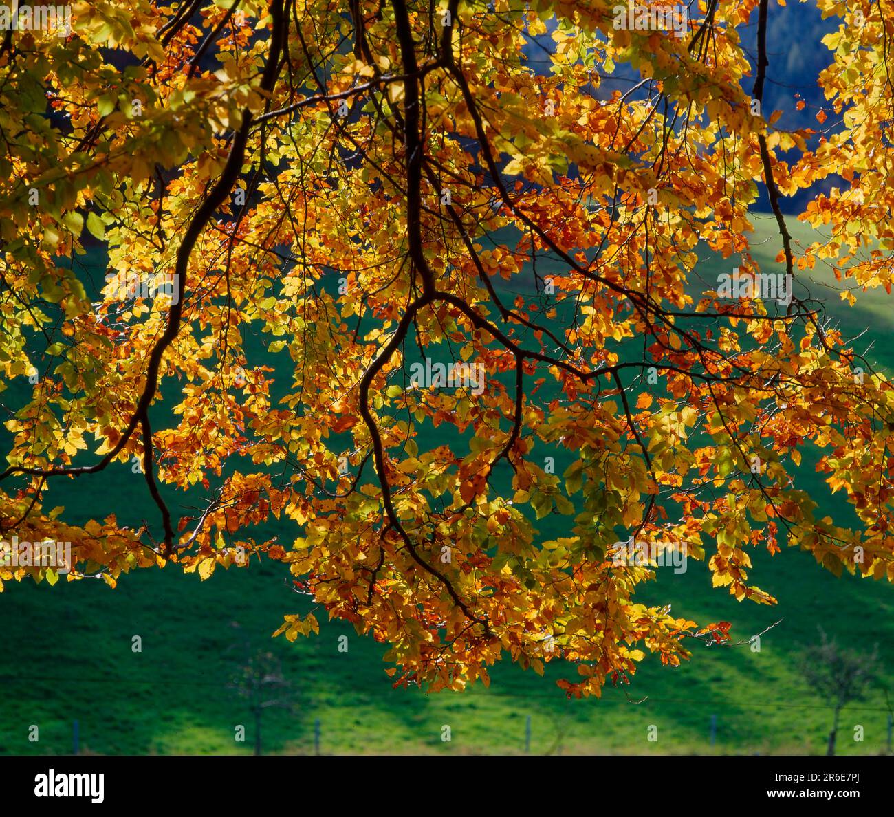 Tree leaves branches discoloration hi-res stock photography and images ...