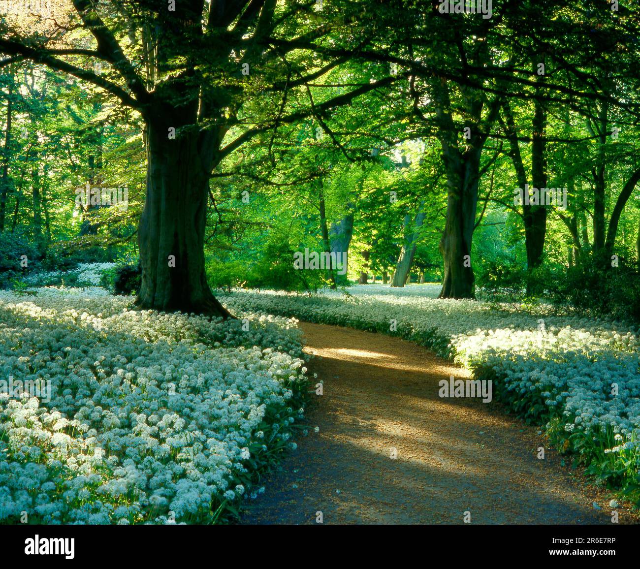Park path with flowering wild garlic (Allium ursinum) (syn. Allium ...