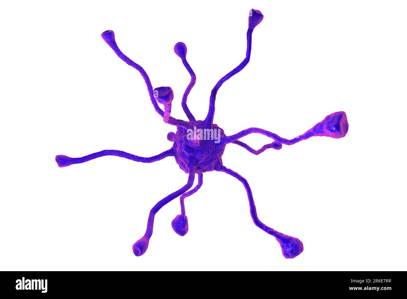 Nerve cell of the human brain, neuron, computer illustration Stock ...