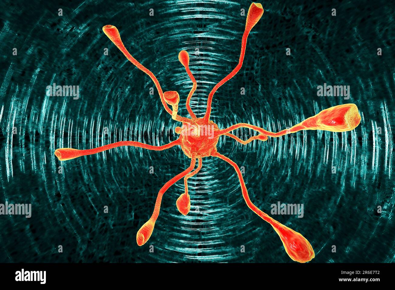 Nerve cell of the human brain, neuron, computer illustration Stock ...
