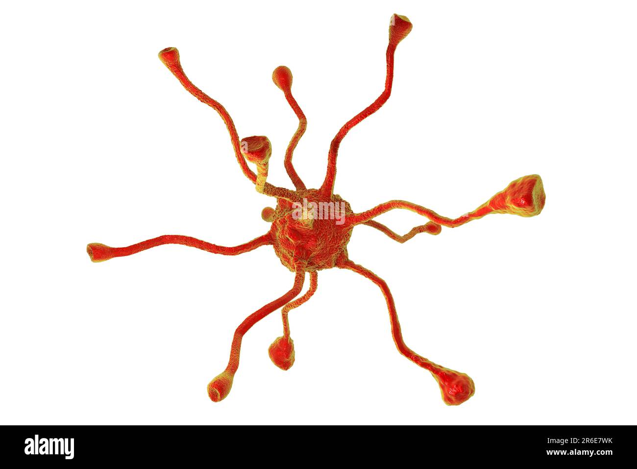 Nerve cell of the human brain, neuron, computer illustration Stock ...