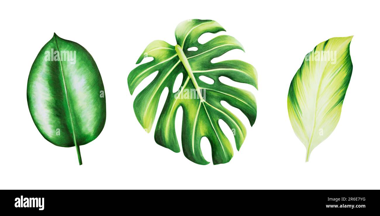 Watercolor set of realistic tropical leafs. Illustration of monstera ...