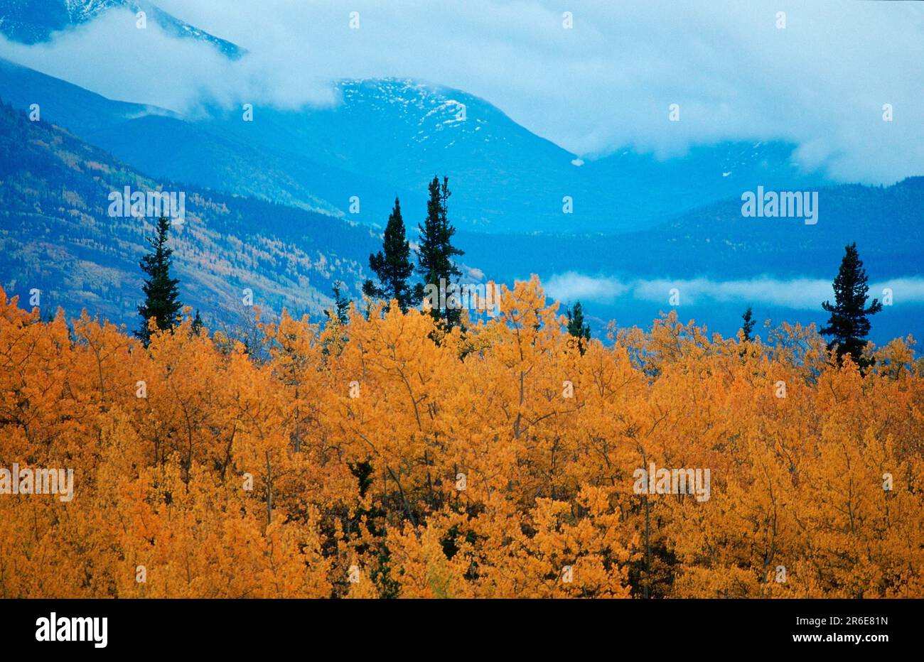 Mixed forest in autumn, Whitehorse, Yukon Territory, Canada Stock Photo ...