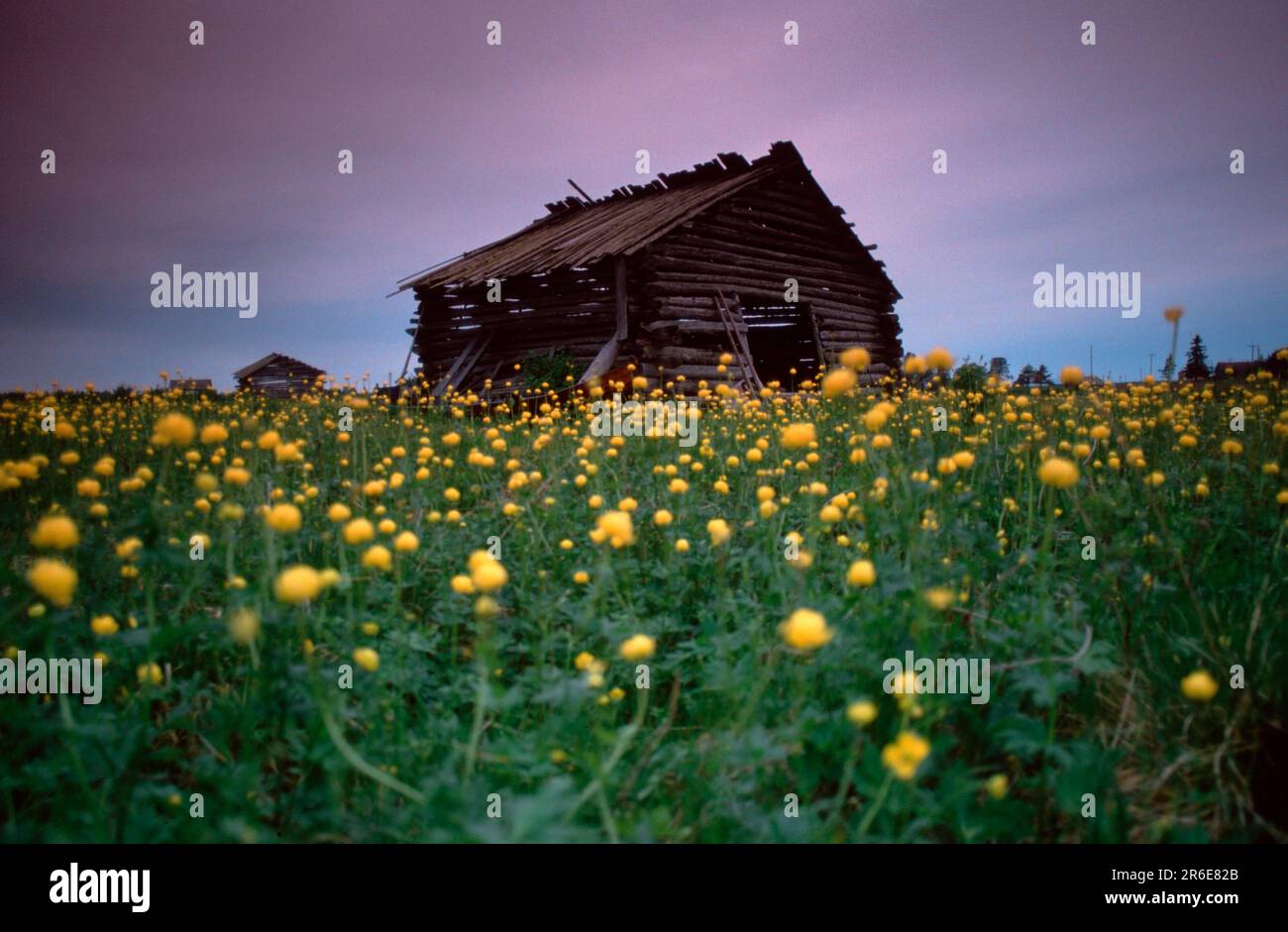 Flower meadow old shed hi-res stock photography and images - Alamy