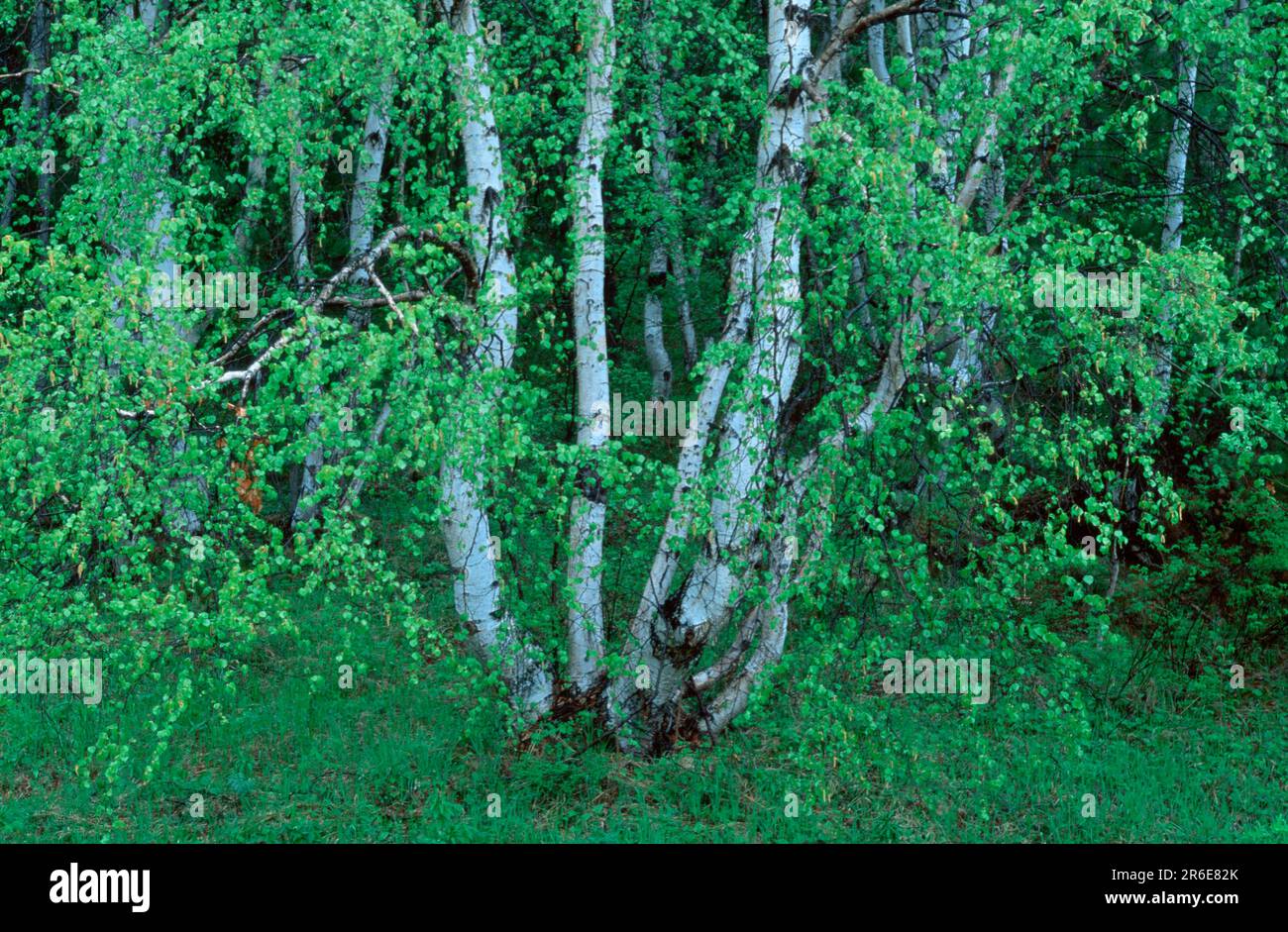 Birch forest, Lake Baikal, Taiga, Russia Stock Photo - Alamy