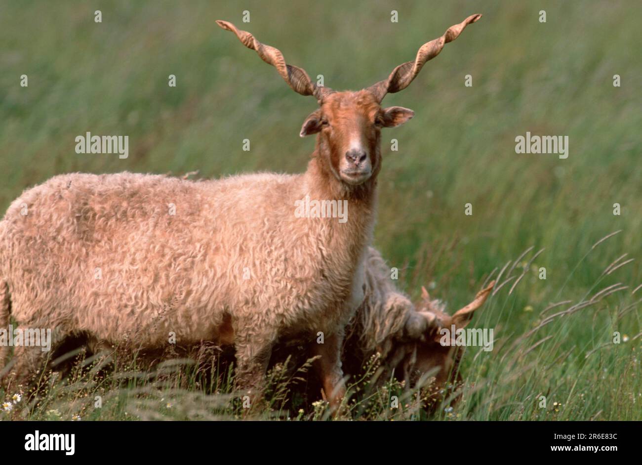 Zackel hi-res stock photography and images - Alamy