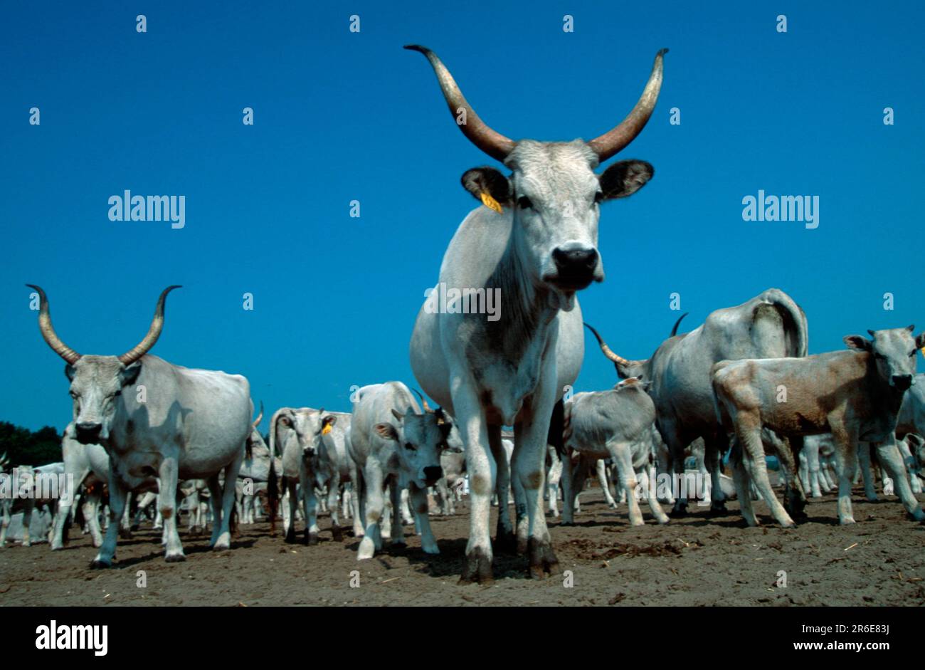 Hungarian gray cattle hi-res stock photography and images - Alamy