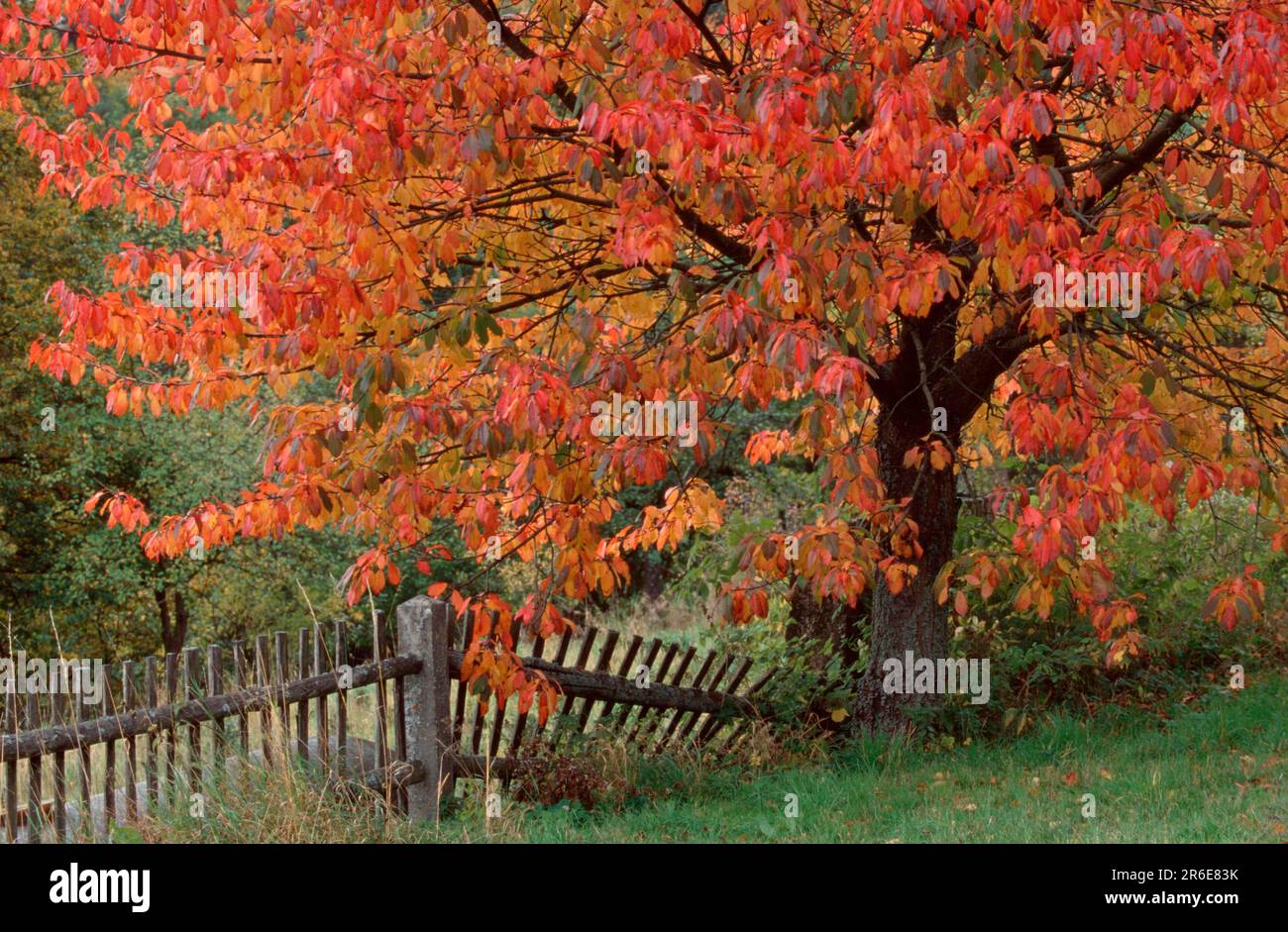 Cherry tree in autumn hi-res stock photography and images - Alamy