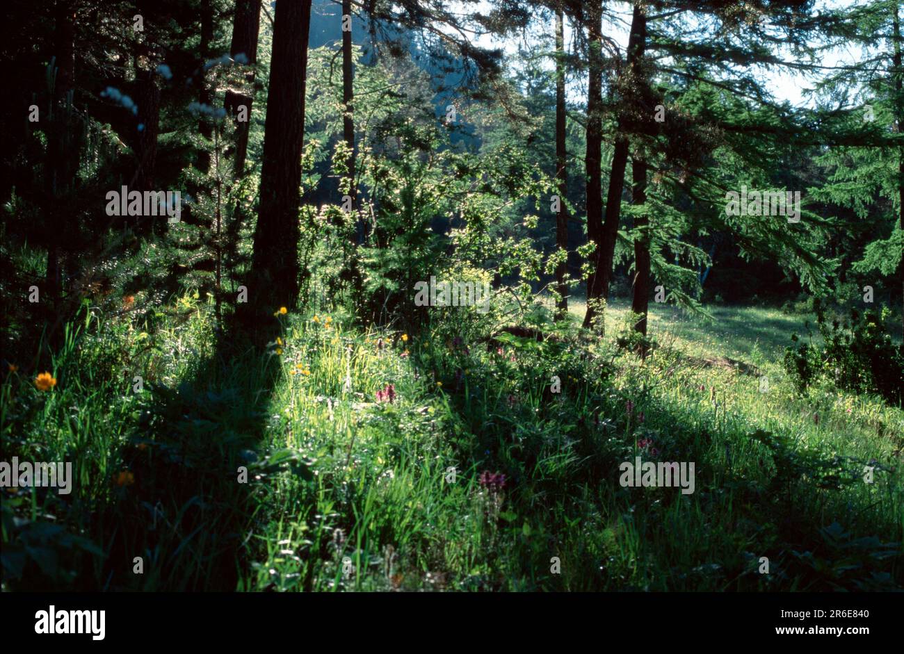 Russian larch hi-res stock photography and images - Alamy