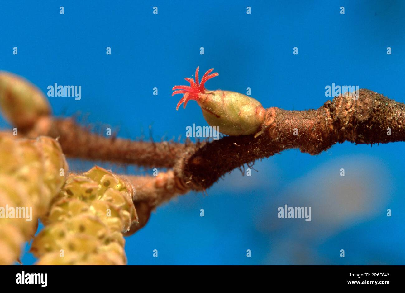 Hazelnut, female Common hazel (Corylus avellana Stock Photo - Alamy