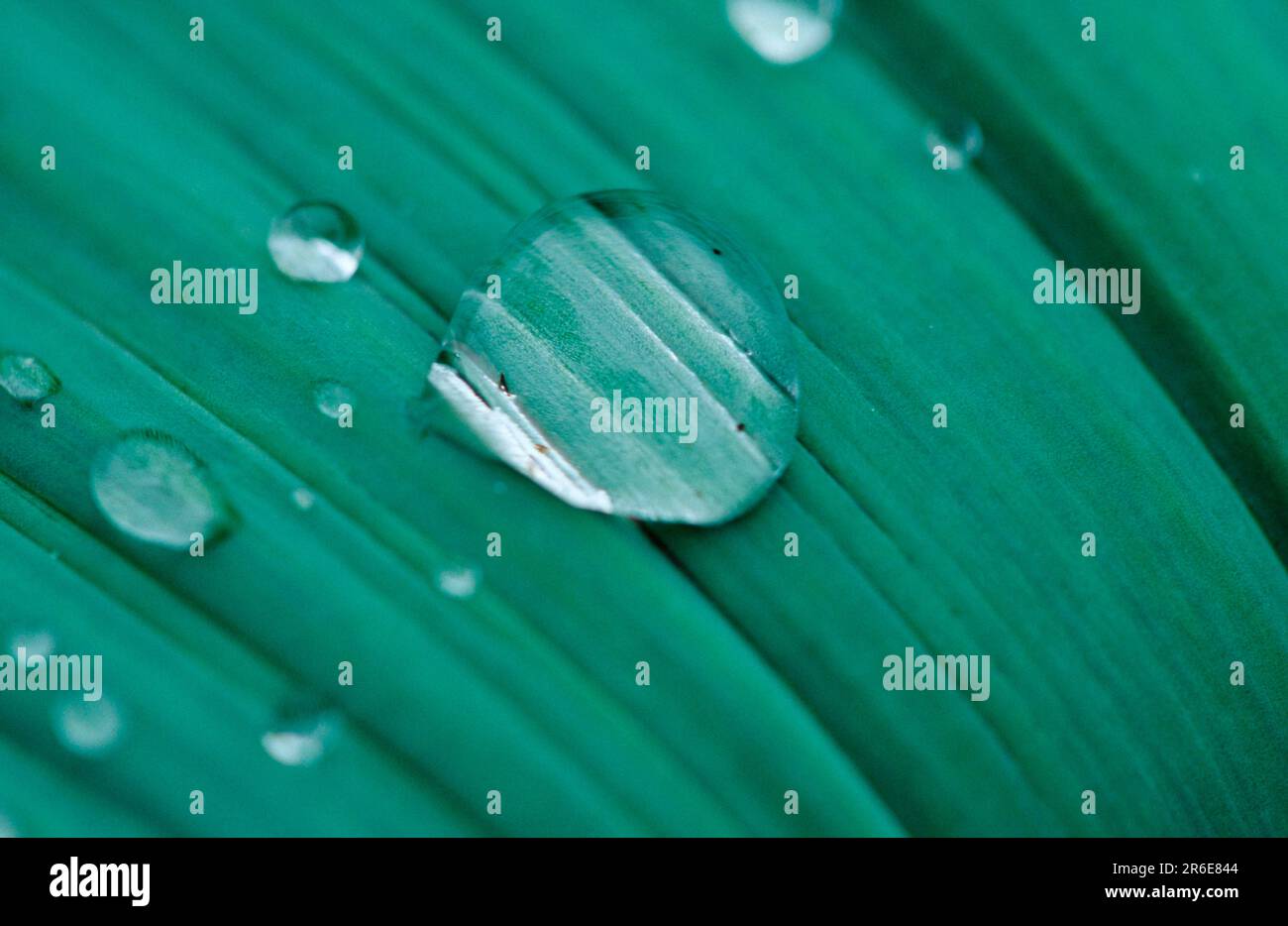 Waterdrops at sheet hi-res stock photography and images - Alamy
