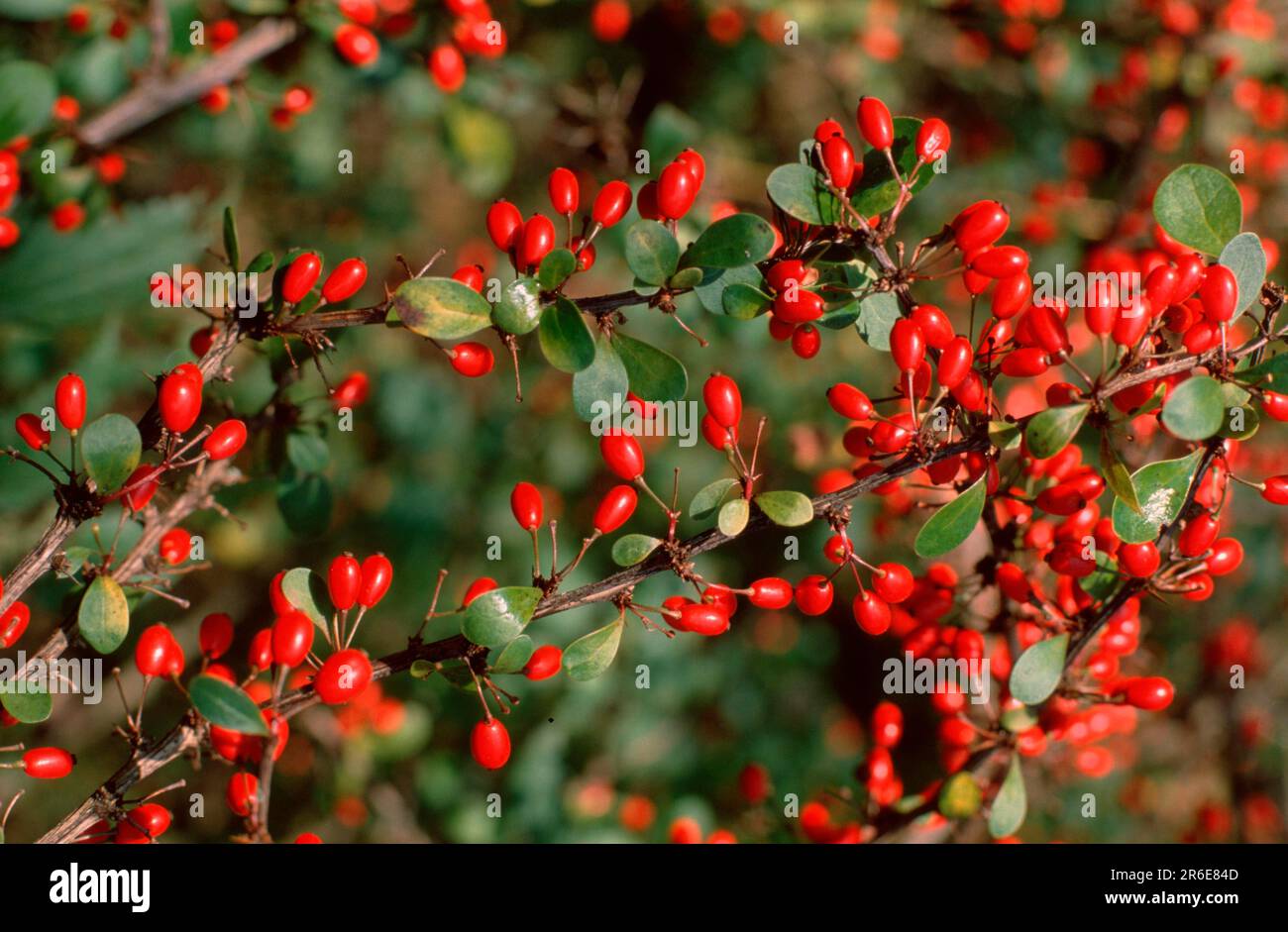 European barberry berberis vulgaris hi-res stock photography and images ...