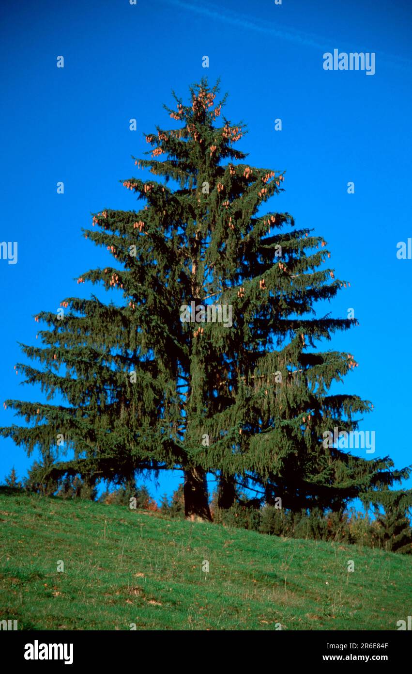 Norway spruce (Picea abies Stock Photo - Alamy