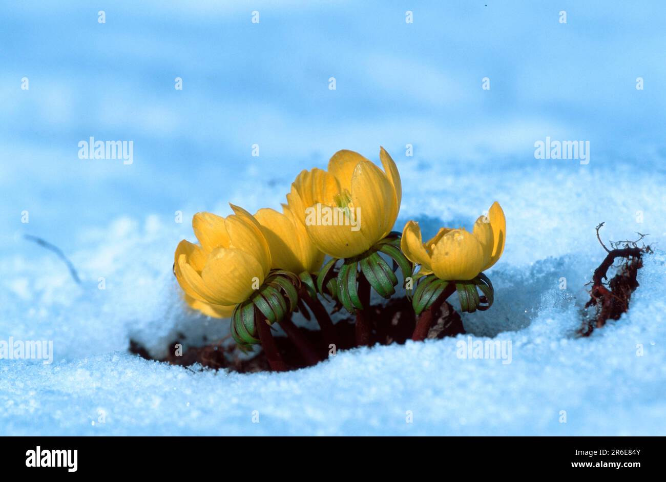 Winterling eranthis hi-res stock photography and images - Alamy