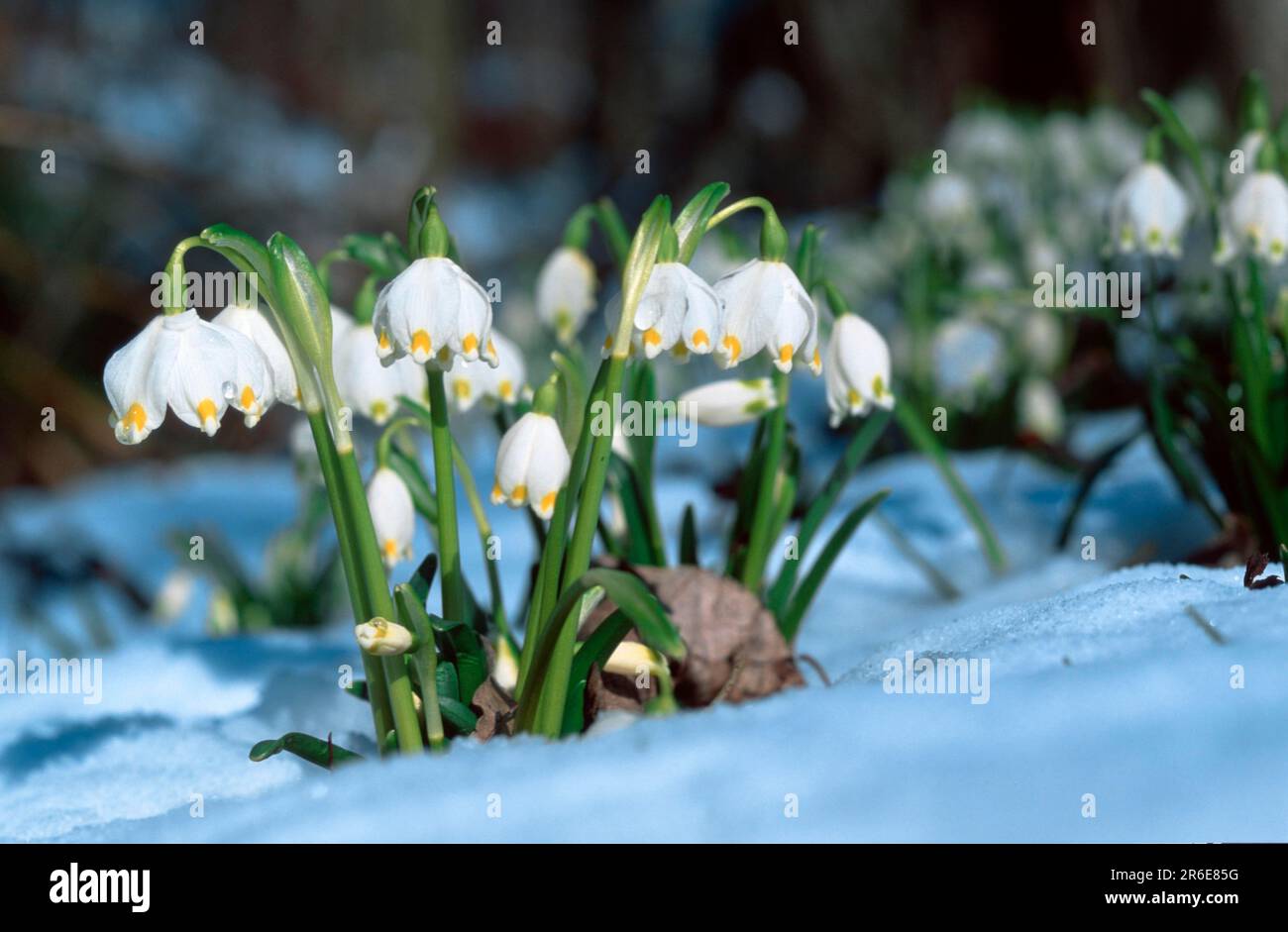Spring Snowflake (Leucojum vernum), Germany Stock Photo - Alamy