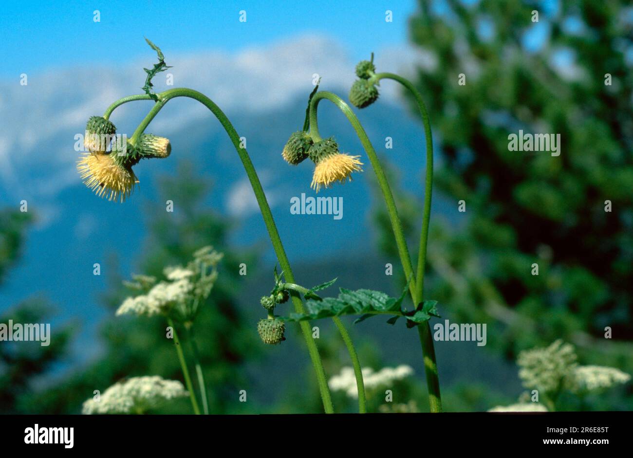 Sticky thistle, yellow thistle (Cirsium erisithales), Italy Stock Photo ...