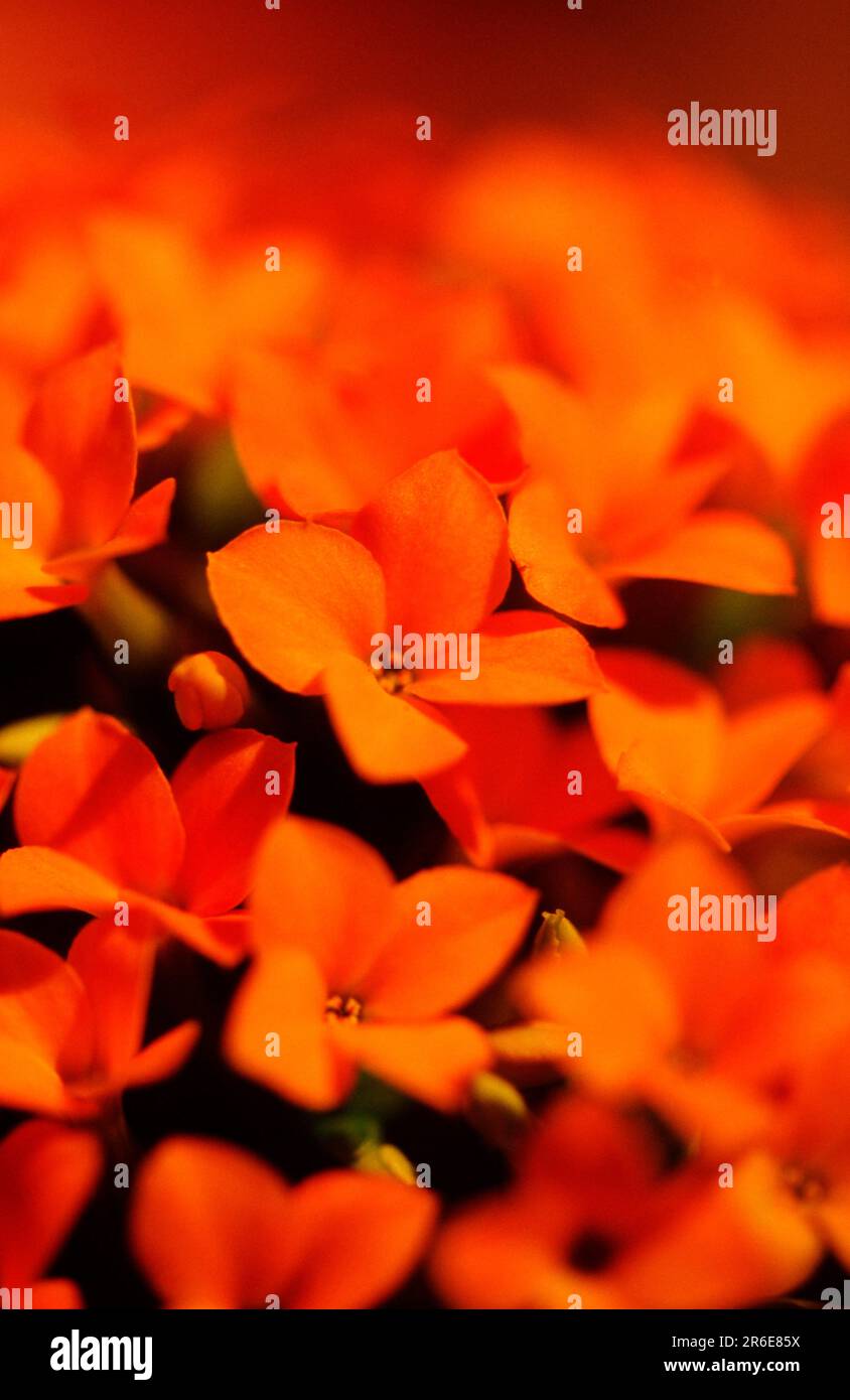 Kalanchoe kalanchoe blossfeldiana blossom hi-res stock photography and ...